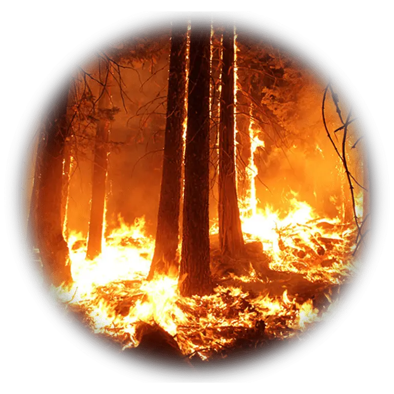 The Hummingbird Story - St. Benedict Prayer Wall of Protection